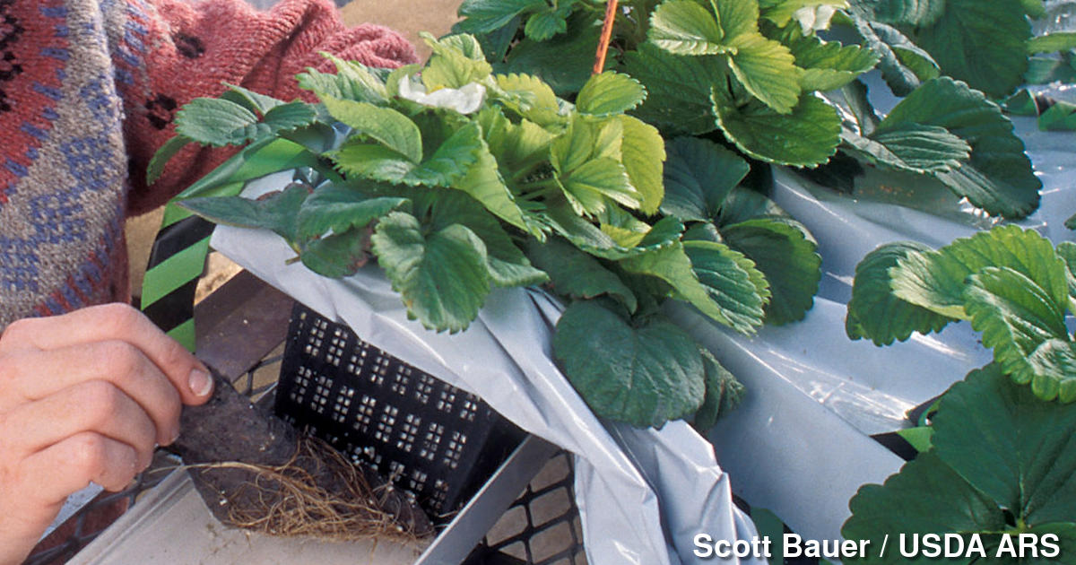 What is hydroponics? - A simple introduction